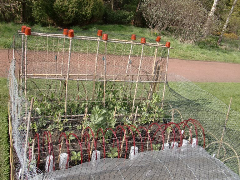 Structures and support – Botanics Stories