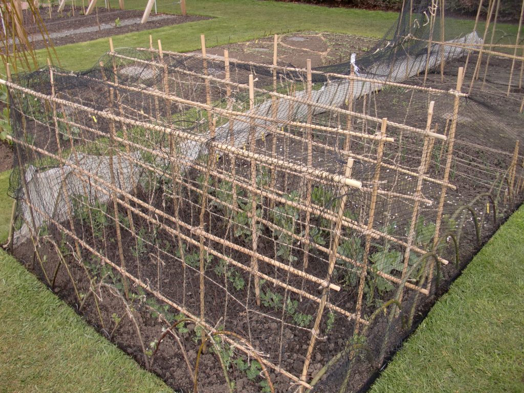 Pea and bean support – Botanics Stories