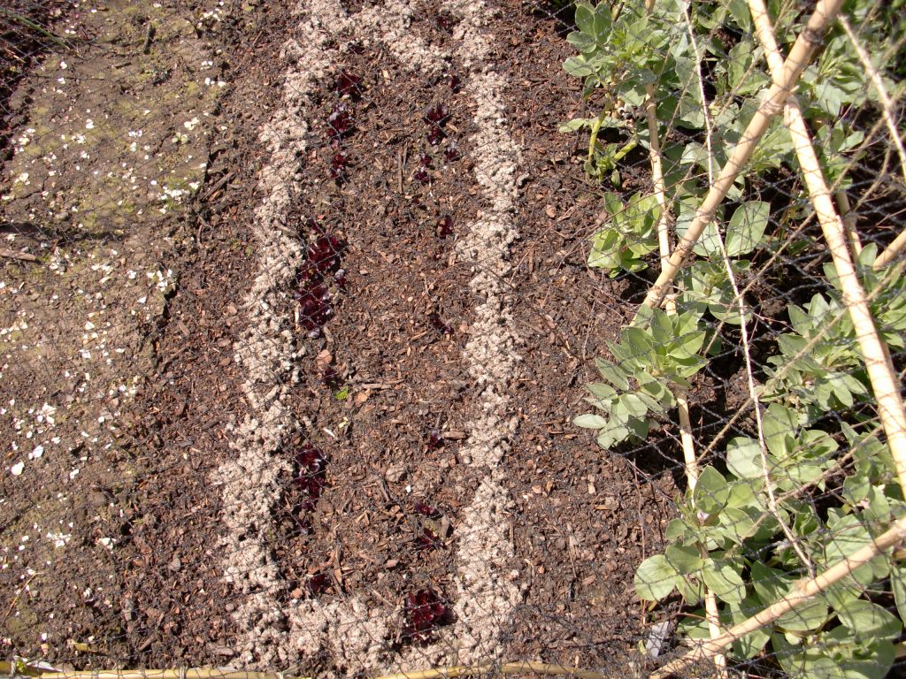 Fighting slugs organically – Botanics Stories