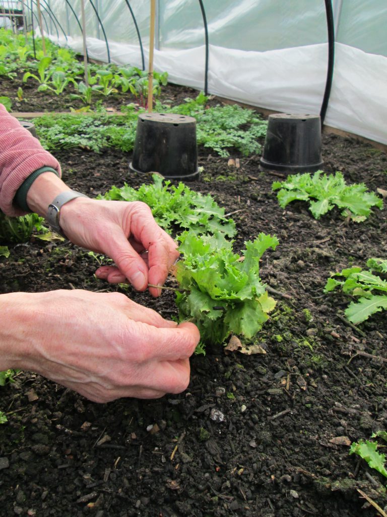 Growing Endives and Chicory – Botanics Stories