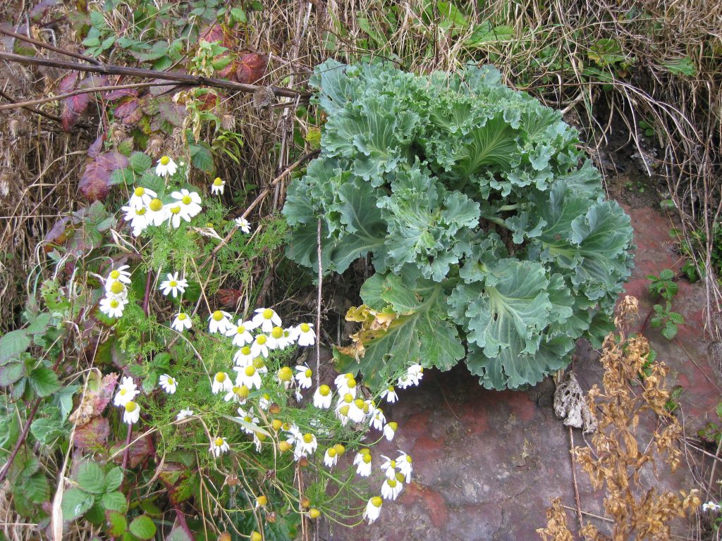 Really Wild Vegetables – Botanics Stories