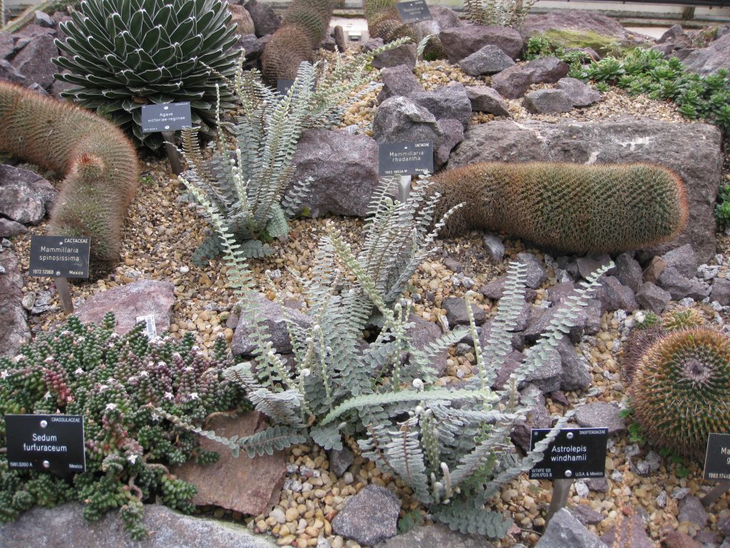 Fabulous ferns from the desert – Botanics Stories