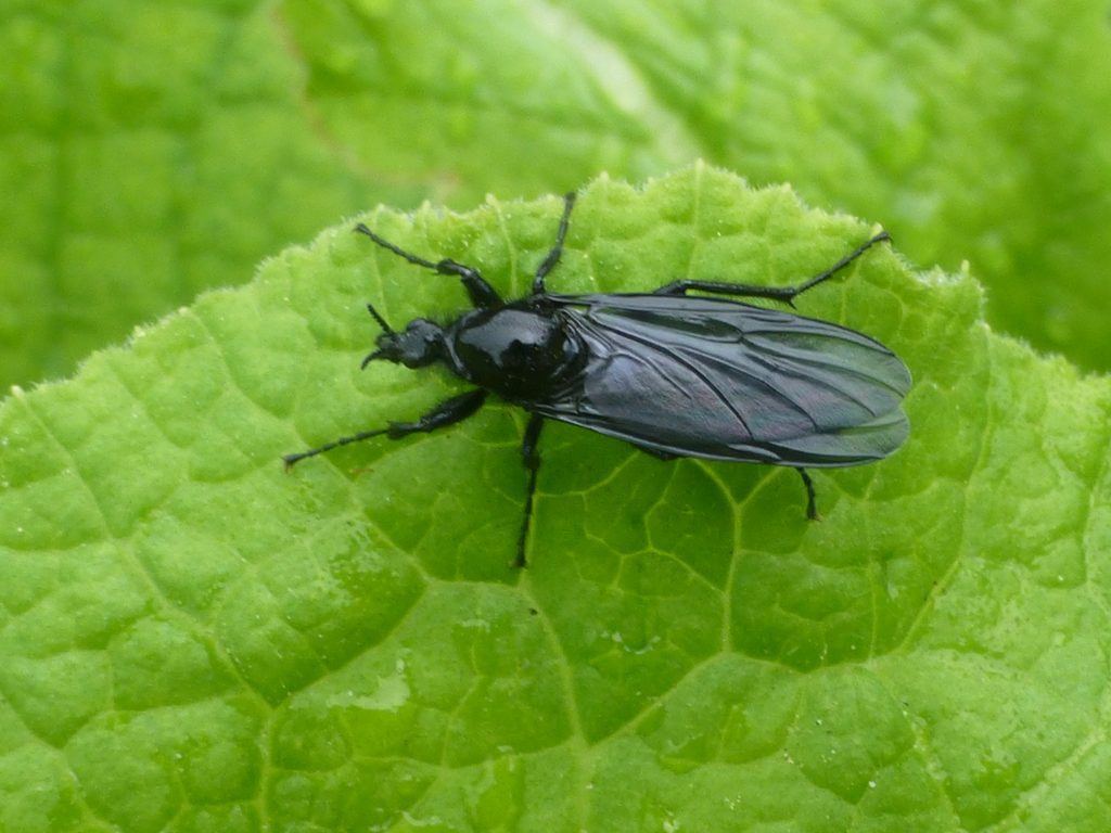 St Mark’s Fly invasion begins – Botanics Stories