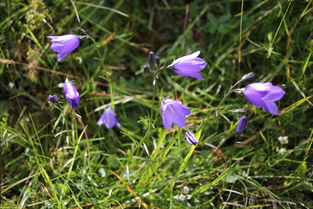 Will the Scottish Bluebell be Scotlands favourite plant? – Botanics Stories