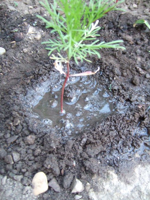 Successful Watering – Botanics Stories