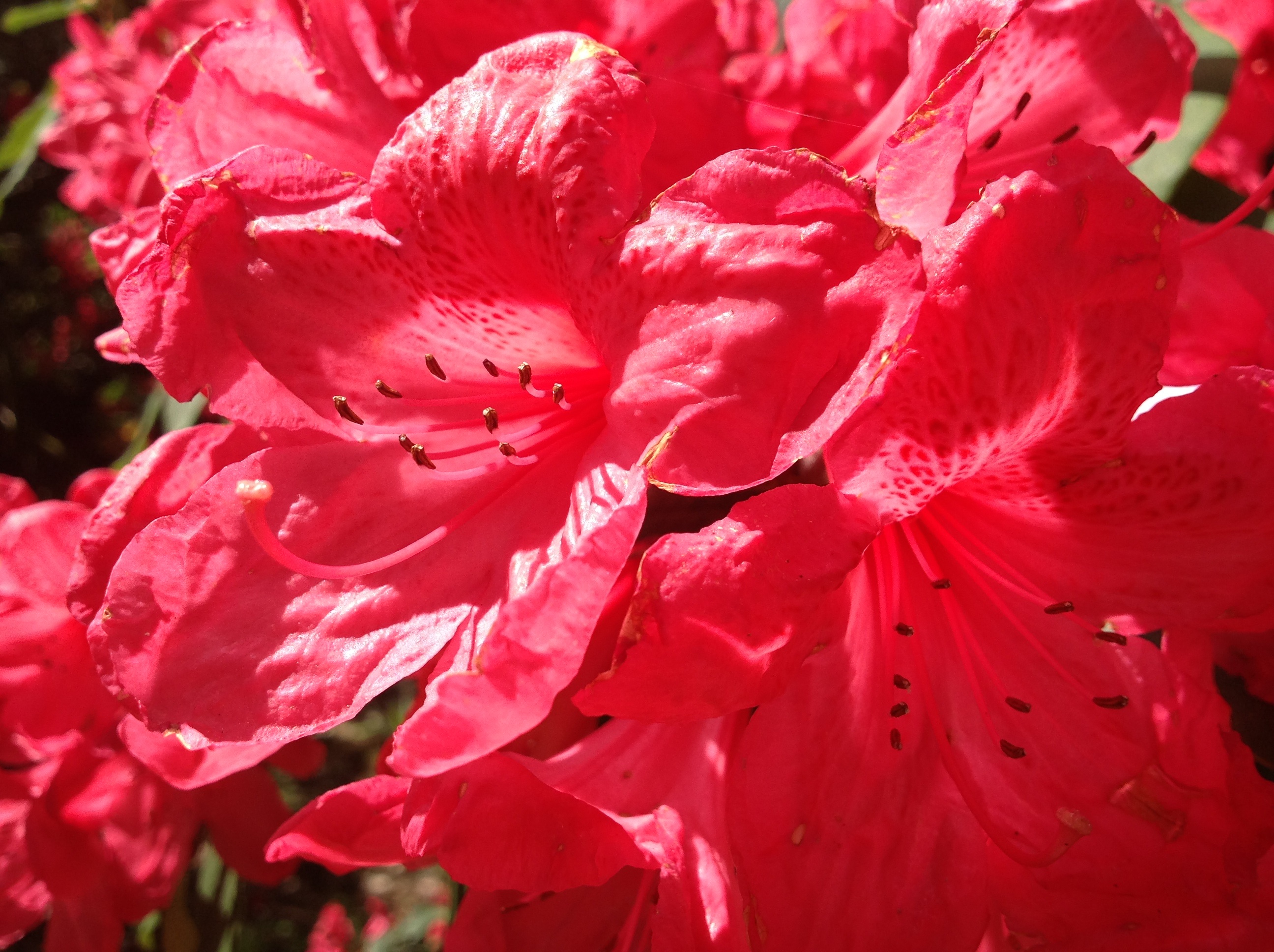 Hello Mandy … and farewell Sue! – Botanics Stories