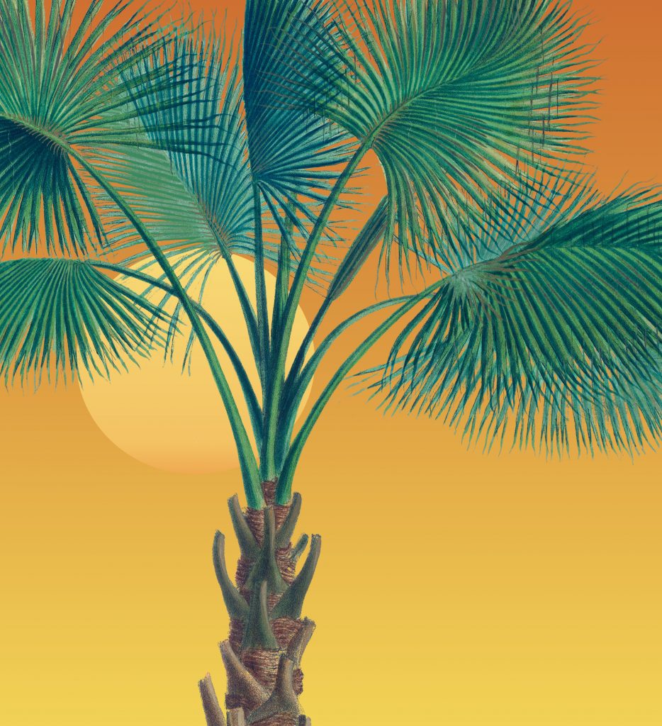 The World of Palms – an exhibition, a trail and then some more ...