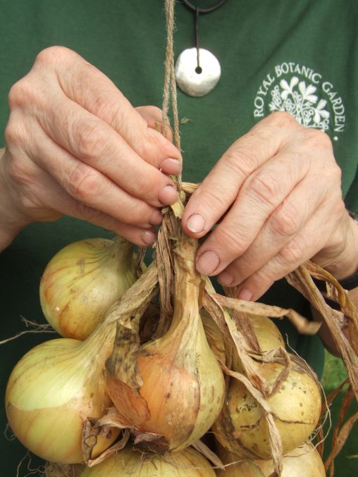 Stringing onions – Botanics Stories