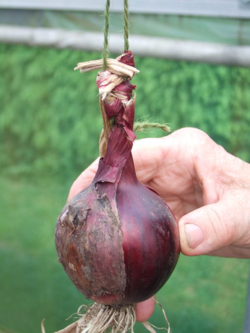 Stringing onions – Botanics Stories
