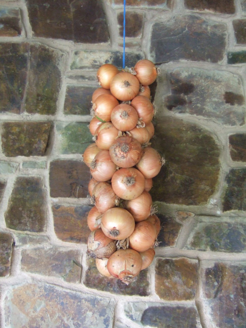 Stringing onions – Botanics Stories