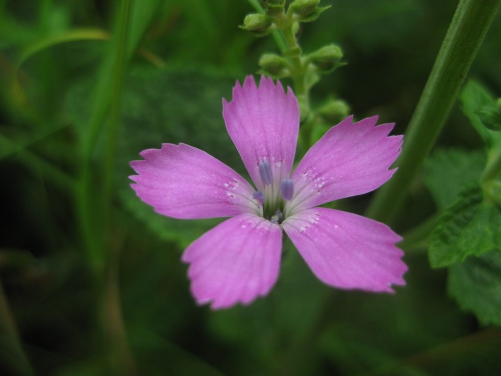 Edinburgh’s rare plants helped by local action – Botanics Stories
