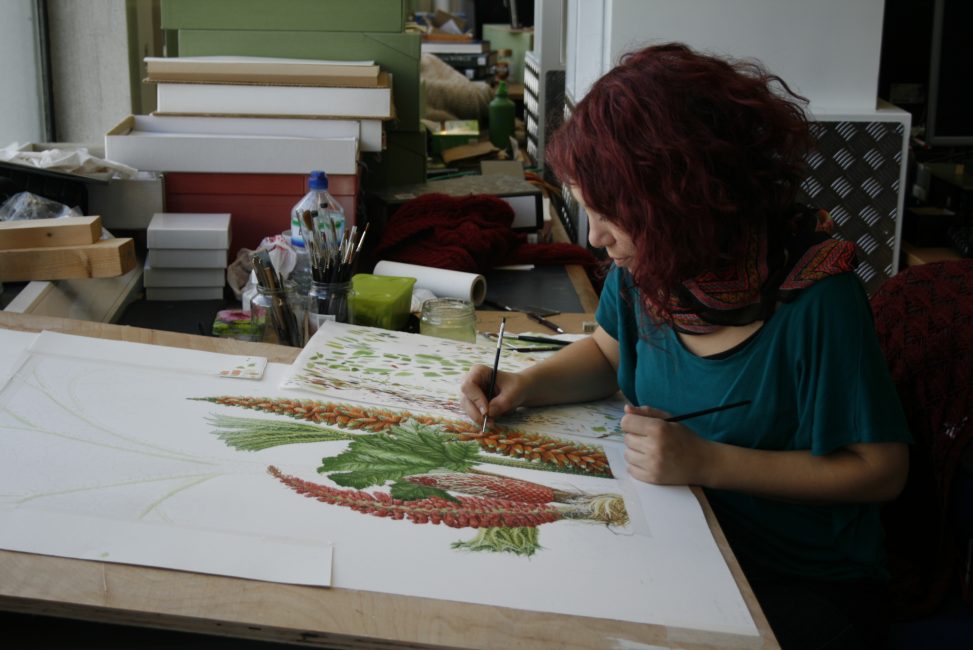 Giant Chilean rhubarb becomes a work of art – Botanics Stories