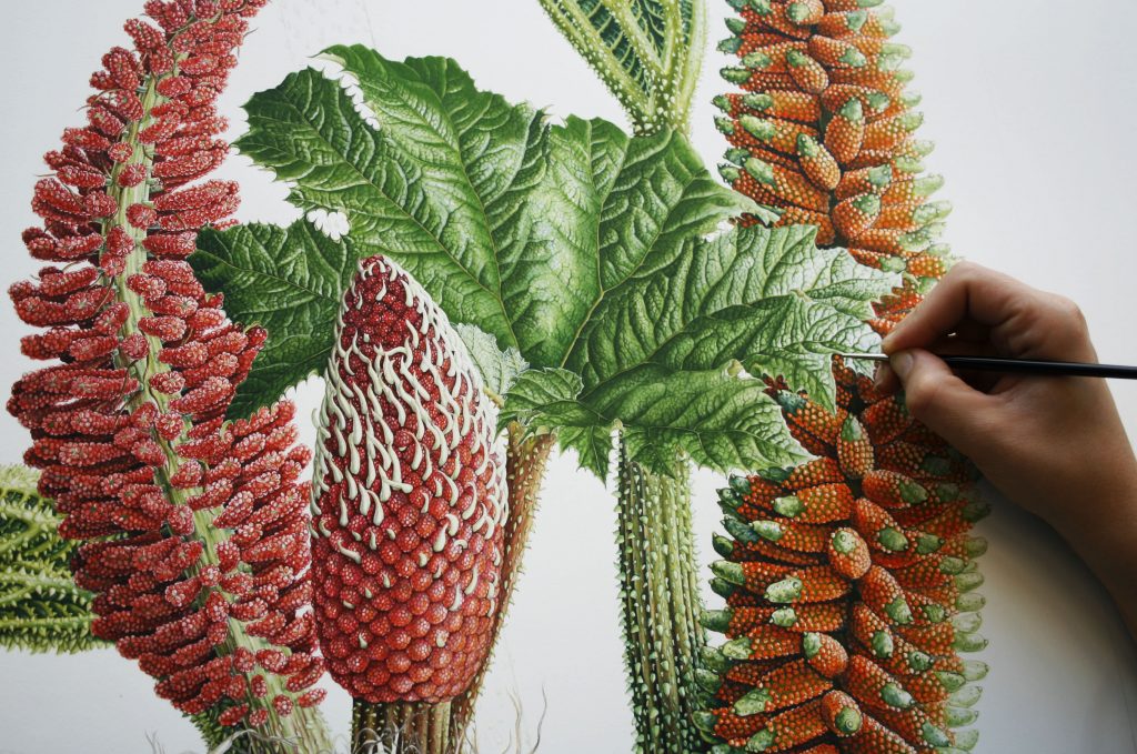Giant Chilean rhubarb becomes a work of art – Botanics Stories