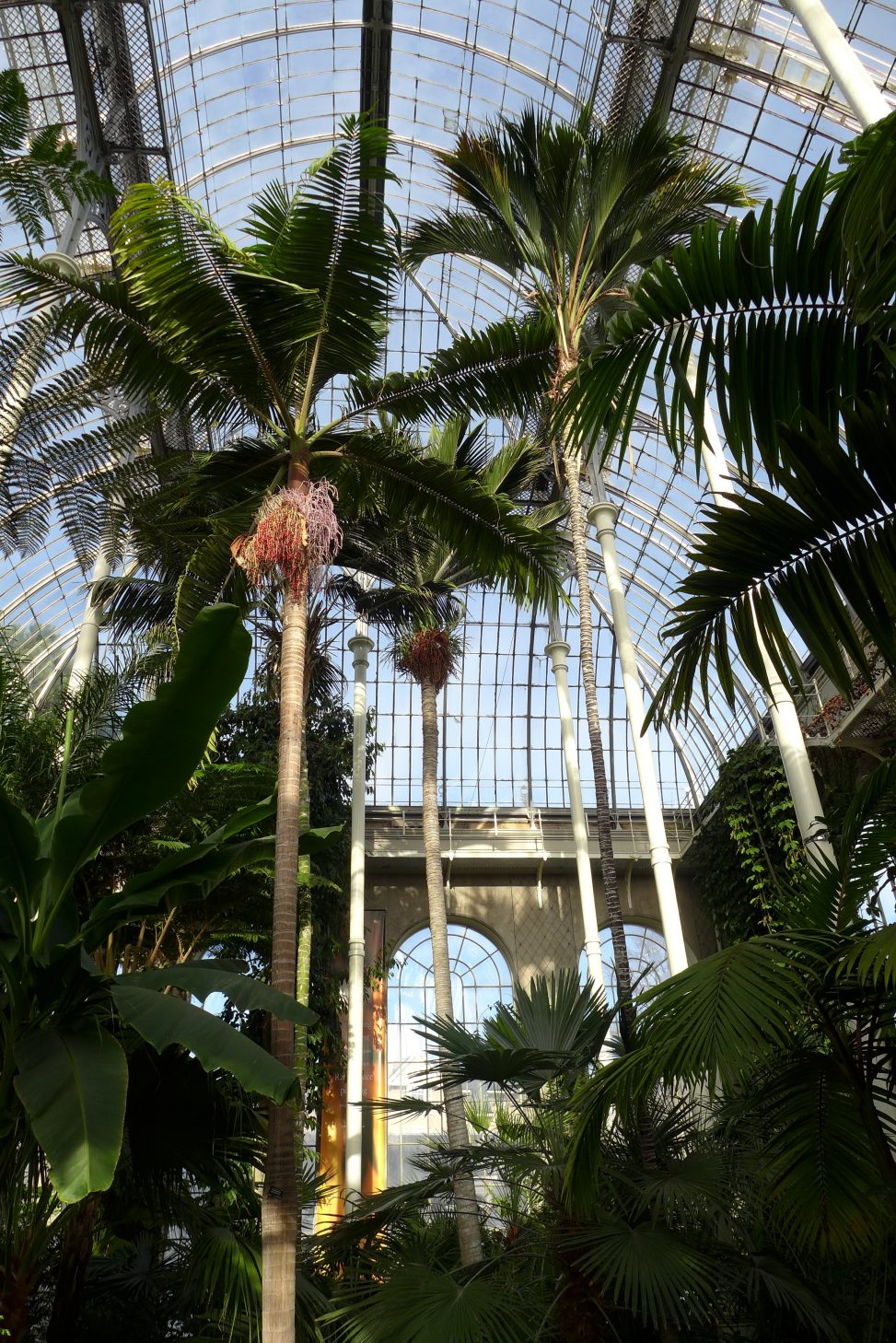Temperate Palm House – Botanics Stories