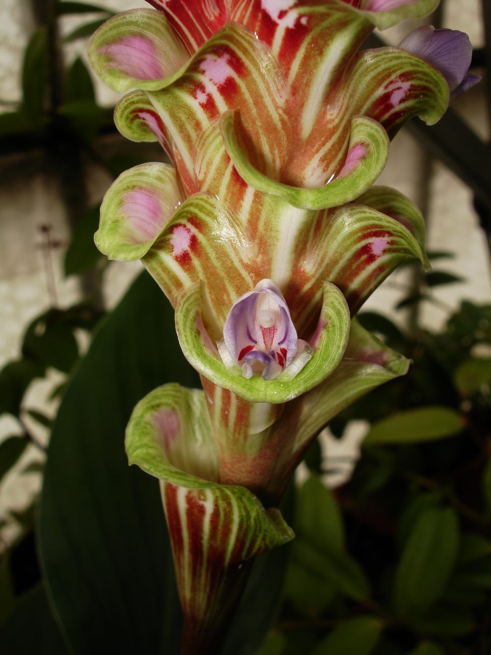 Lowland Tropics House – Botanics Stories
