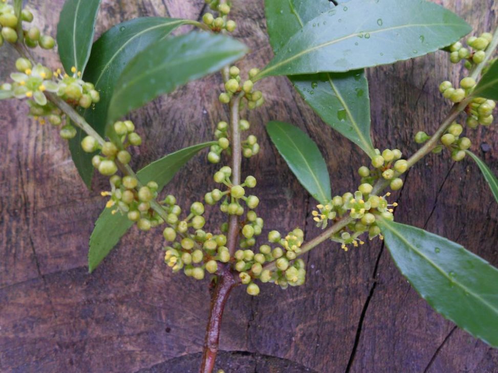 Maximising stem space – Botanics Stories