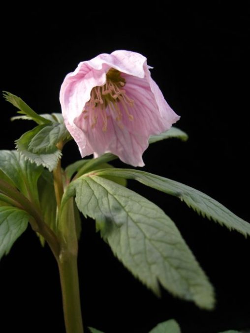 An alpine odyssey – Botanics Stories