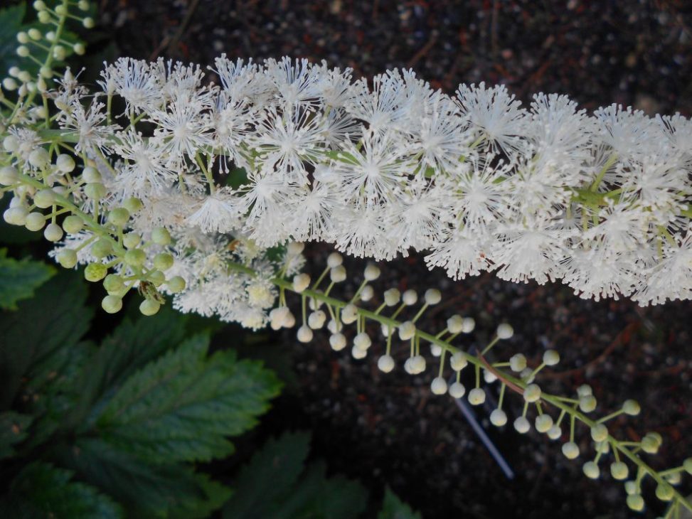 Cimicifuga – Botanics Stories