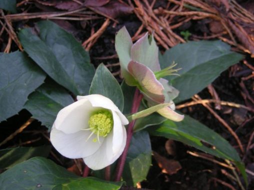 A trio of hellebores – Botanics Stories