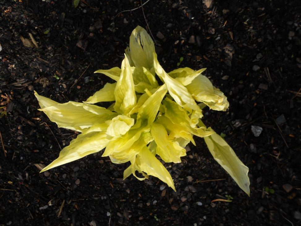 Hosta – Botanics Stories