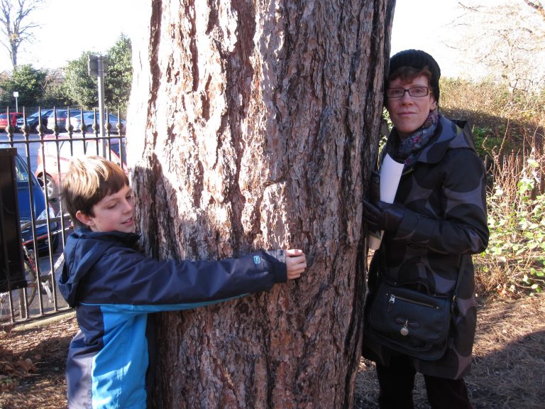 Tree Hug record still hanging in the balance – Botanics Stories