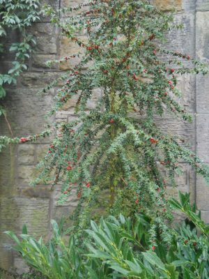 Ilex pernyi – Botanics Stories