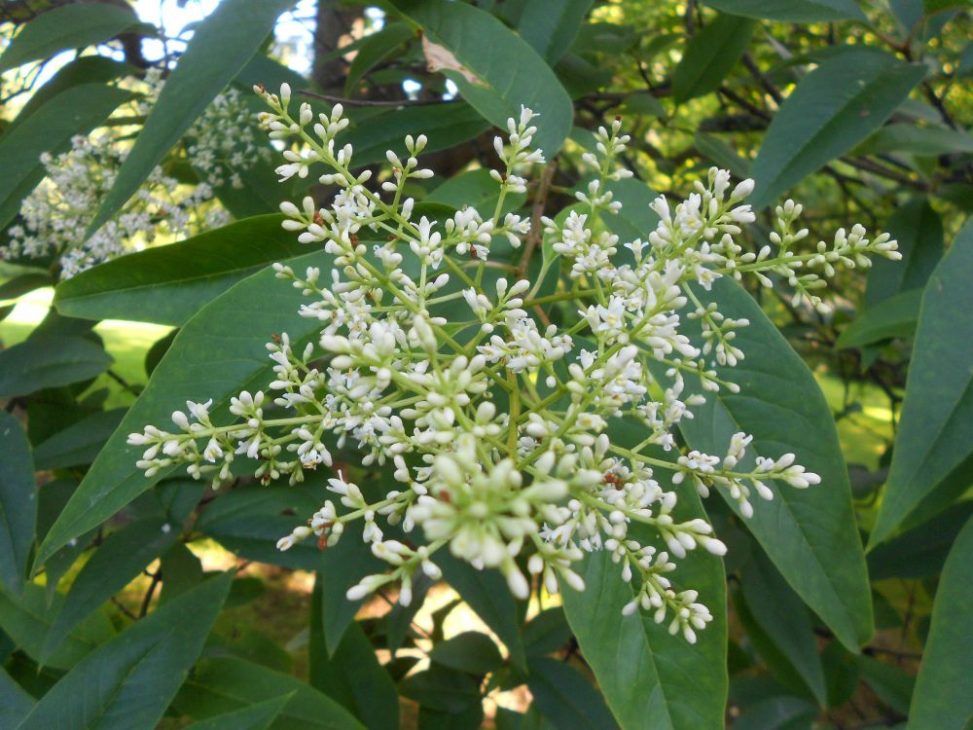 Large Ligustrum; yet compactum – Botanics Stories