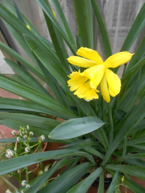 A giant out of season daffy – Botanics Stories