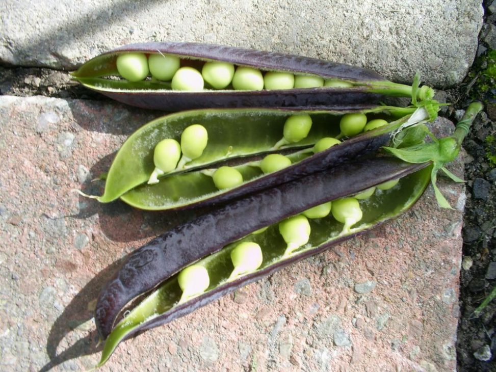 “The Apprentices Potager” – Botanics Stories