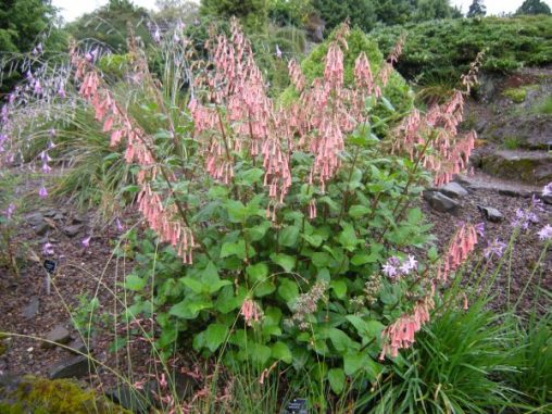 The original Phygelius – Botanics Stories