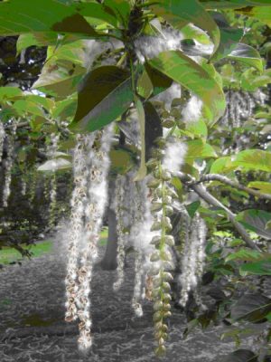 Populus – Botanics Stories