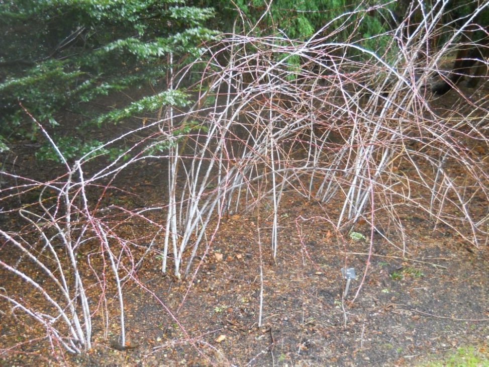 White stemmed Rubus – Botanics Stories