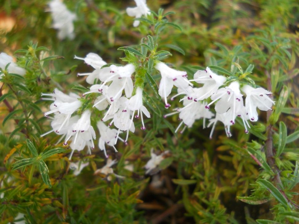 Satureja – Botanics Stories