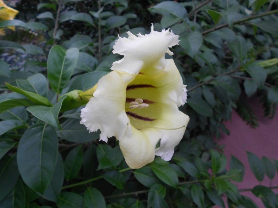 Solandra – Botanics Stories