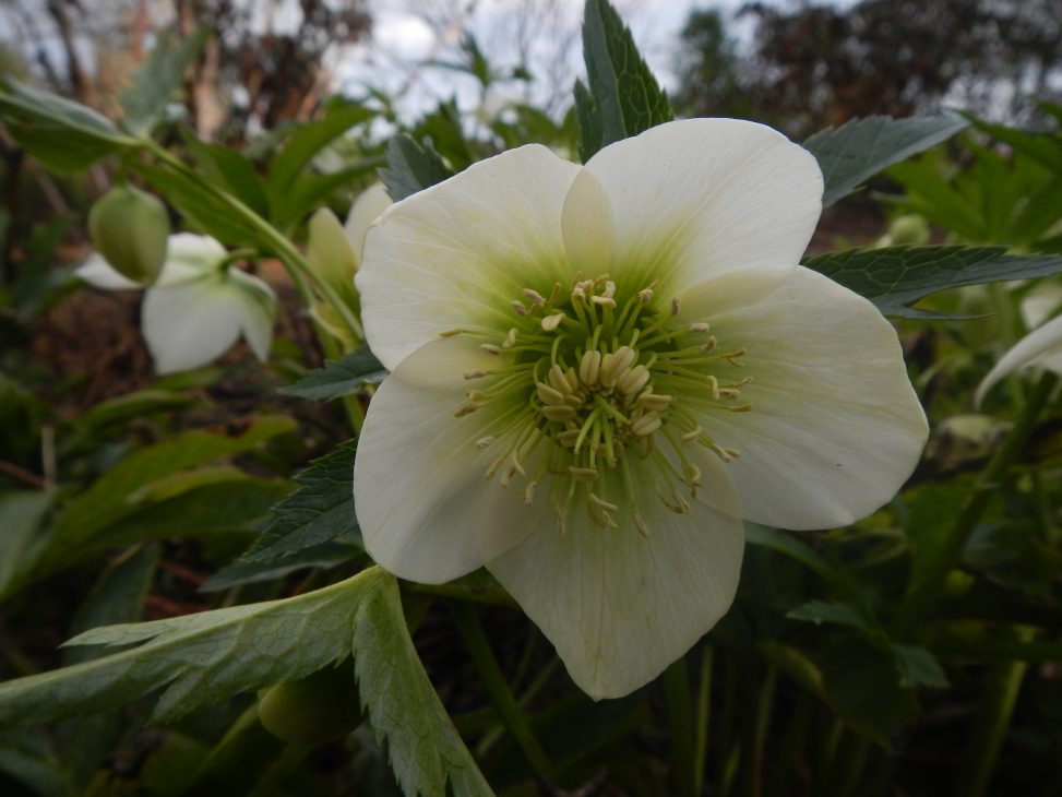 Blooming Hellebores – Botanics Stories