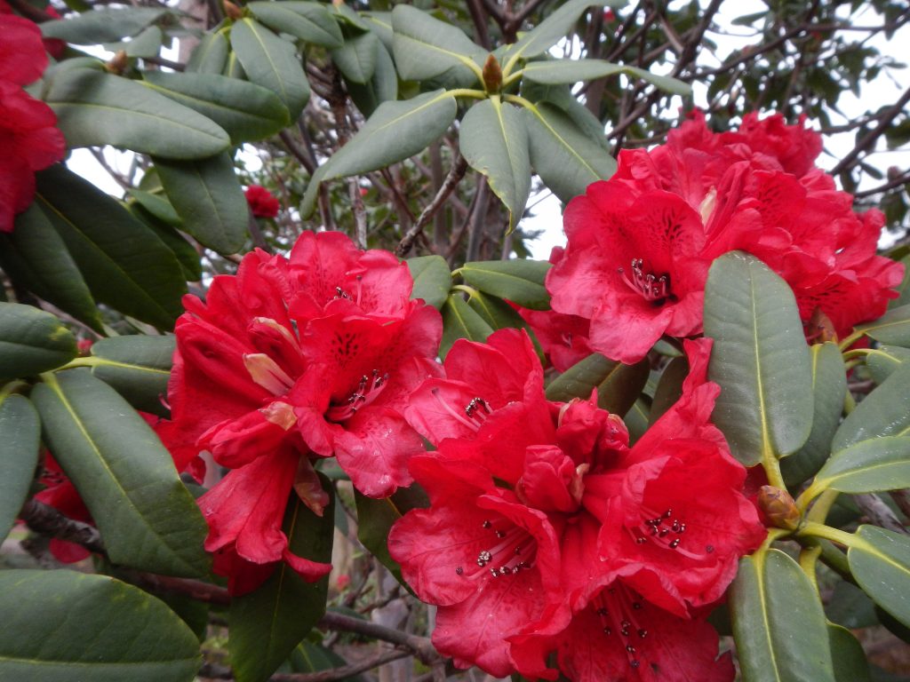 Spring beauty from the East – Botanics Stories