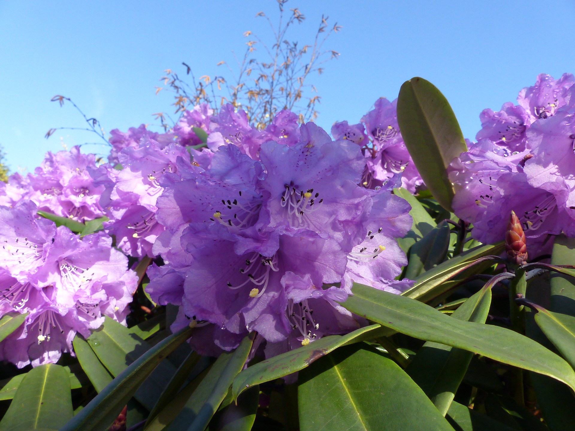 Rhododendron davidii 1989.1088 D Image00007 – Botanics Stories