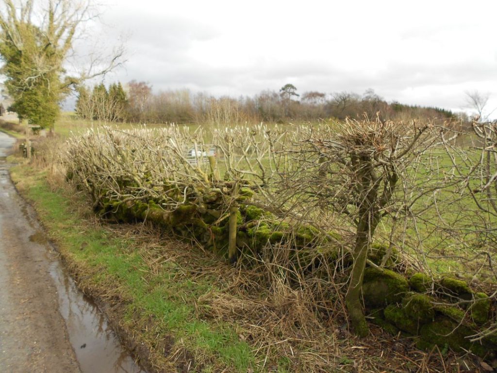 Hedge your bets 4 of 5 – Botanics Stories