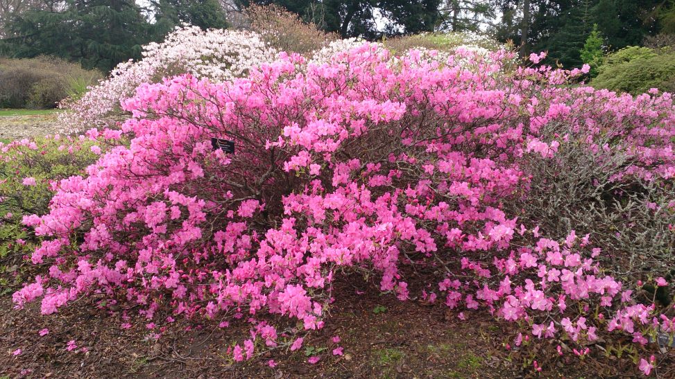 Rhododendron – Botanics Stories