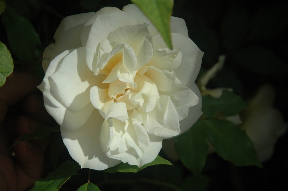 Sir George Watt (1851-1930) – Botanics Stories