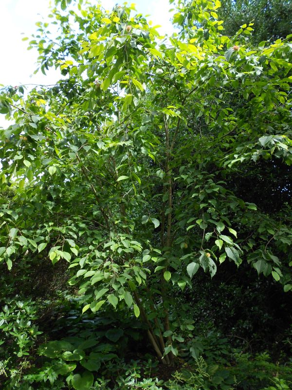 Not for shelling – Botanics Stories