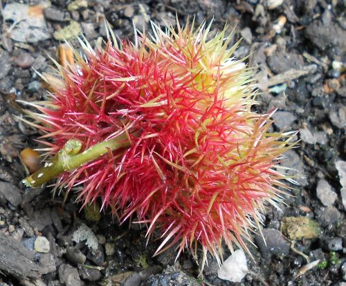 Not for shelling – Botanics Stories