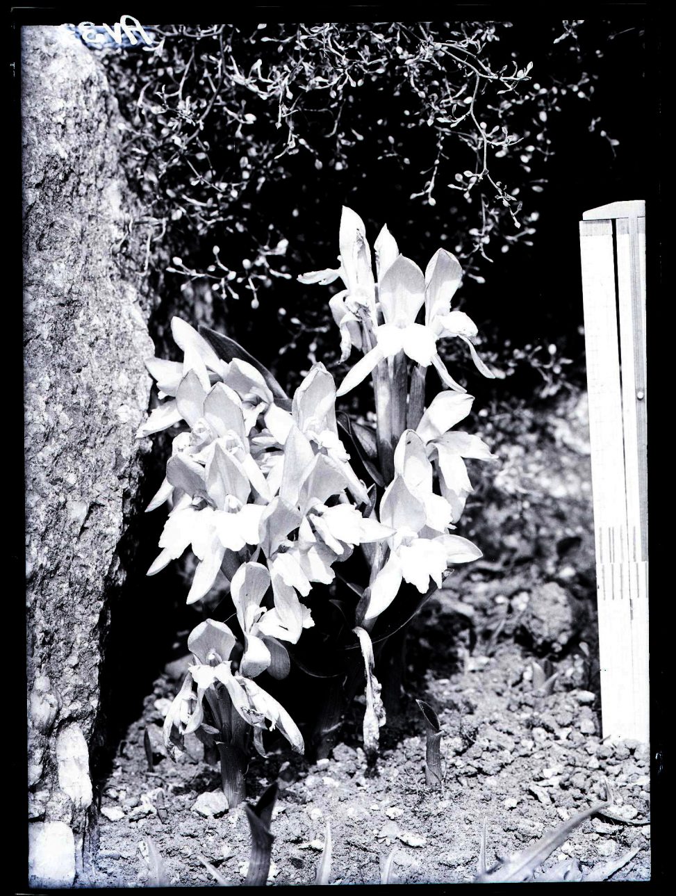 RBGE at War – Hume and Fallow’s stories – Botanics Stories