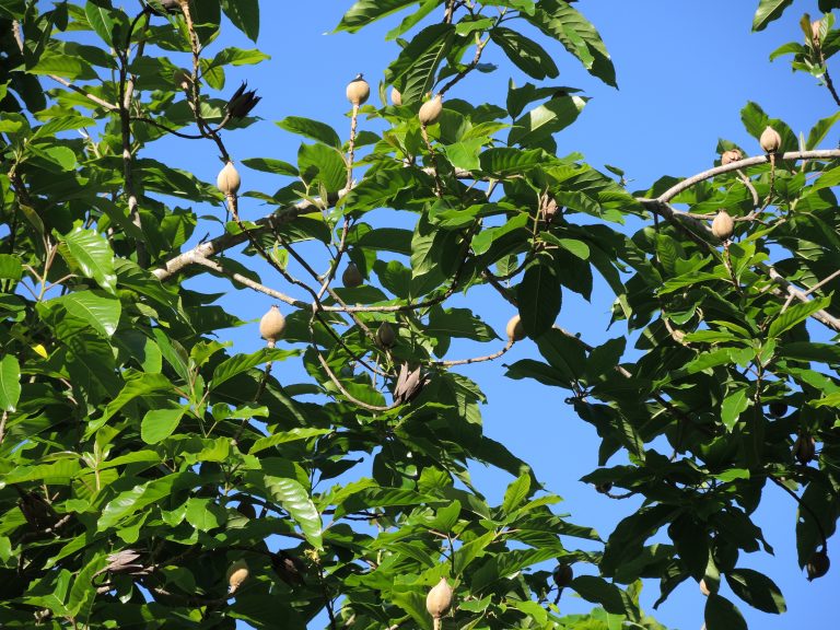 Special trees in Bhutan 2014 – Botanics Stories