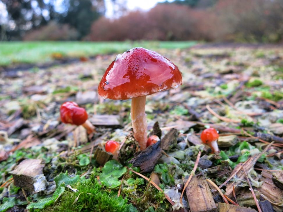 Leratiomyces ceres- the Redlead Roundhead – Botanics Stories