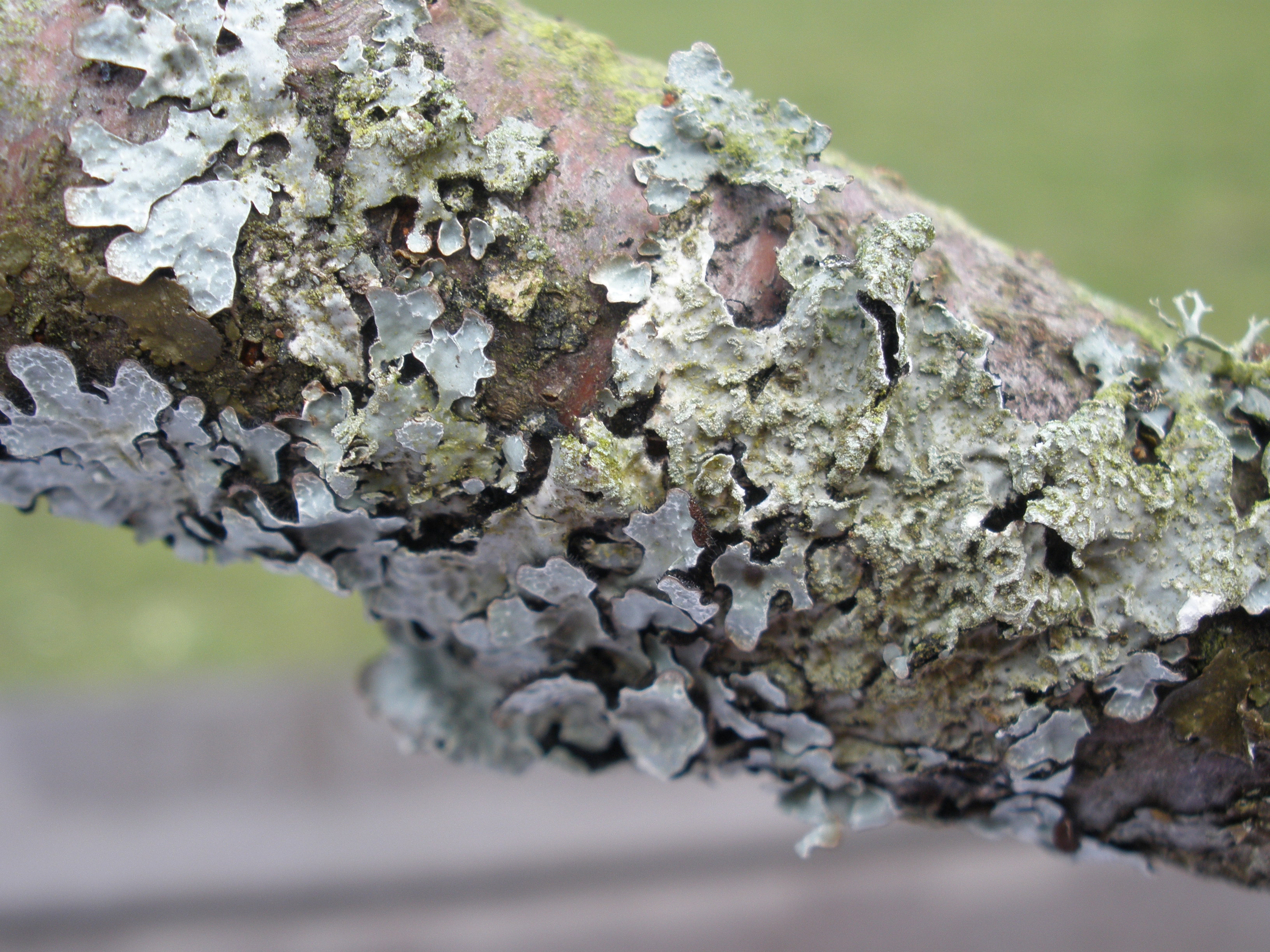 Edinburgh Living Landscape – RBGE partnership – Botanics Stories