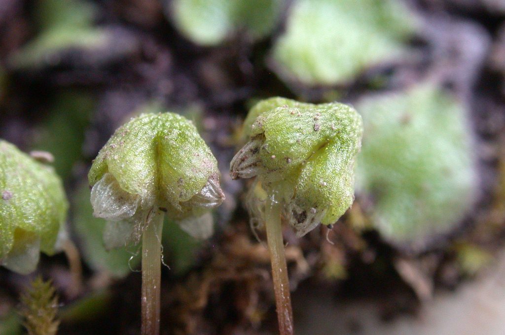 RBGE Complex Thalloid Liverwort Symposium, July 14th-15th 2015 ...