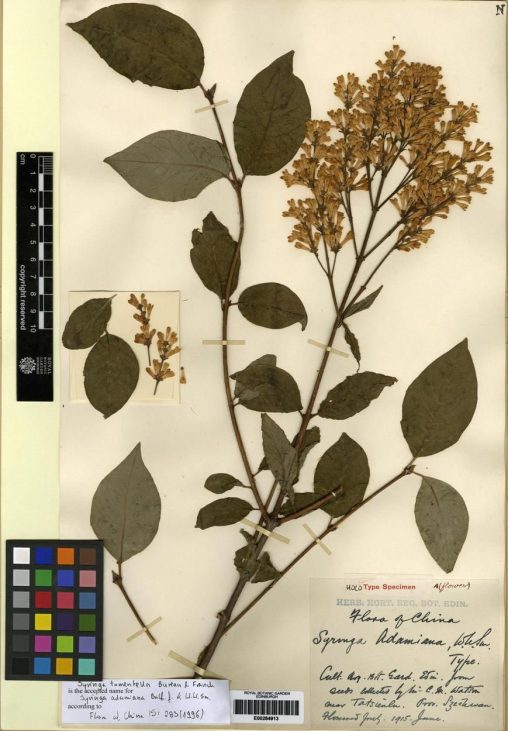 In memory of Private Thomas Adam (1878-1915) – Botanics Stories