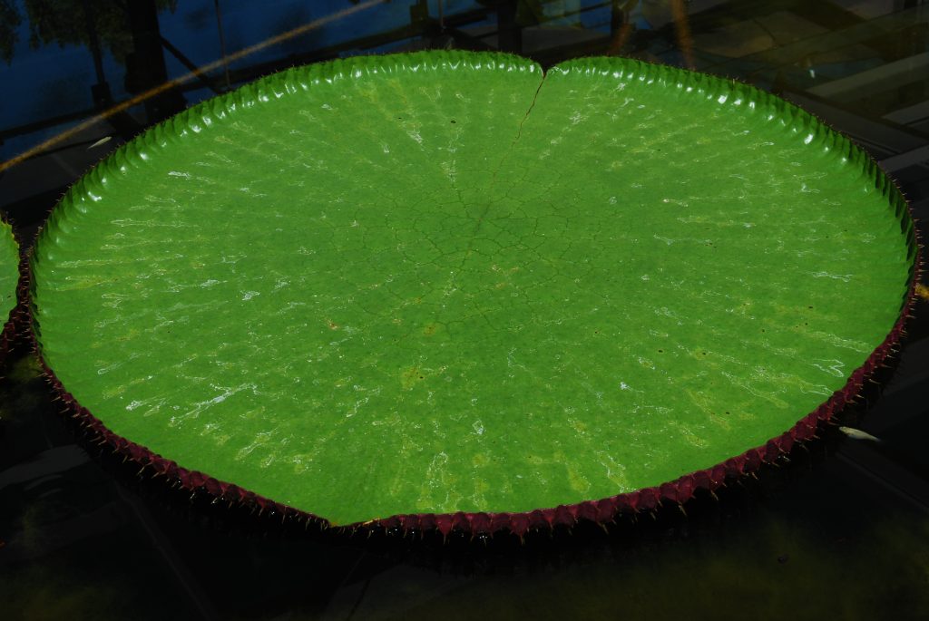 The Amazing Victoria Amazonica can be seen in the plants and people ...