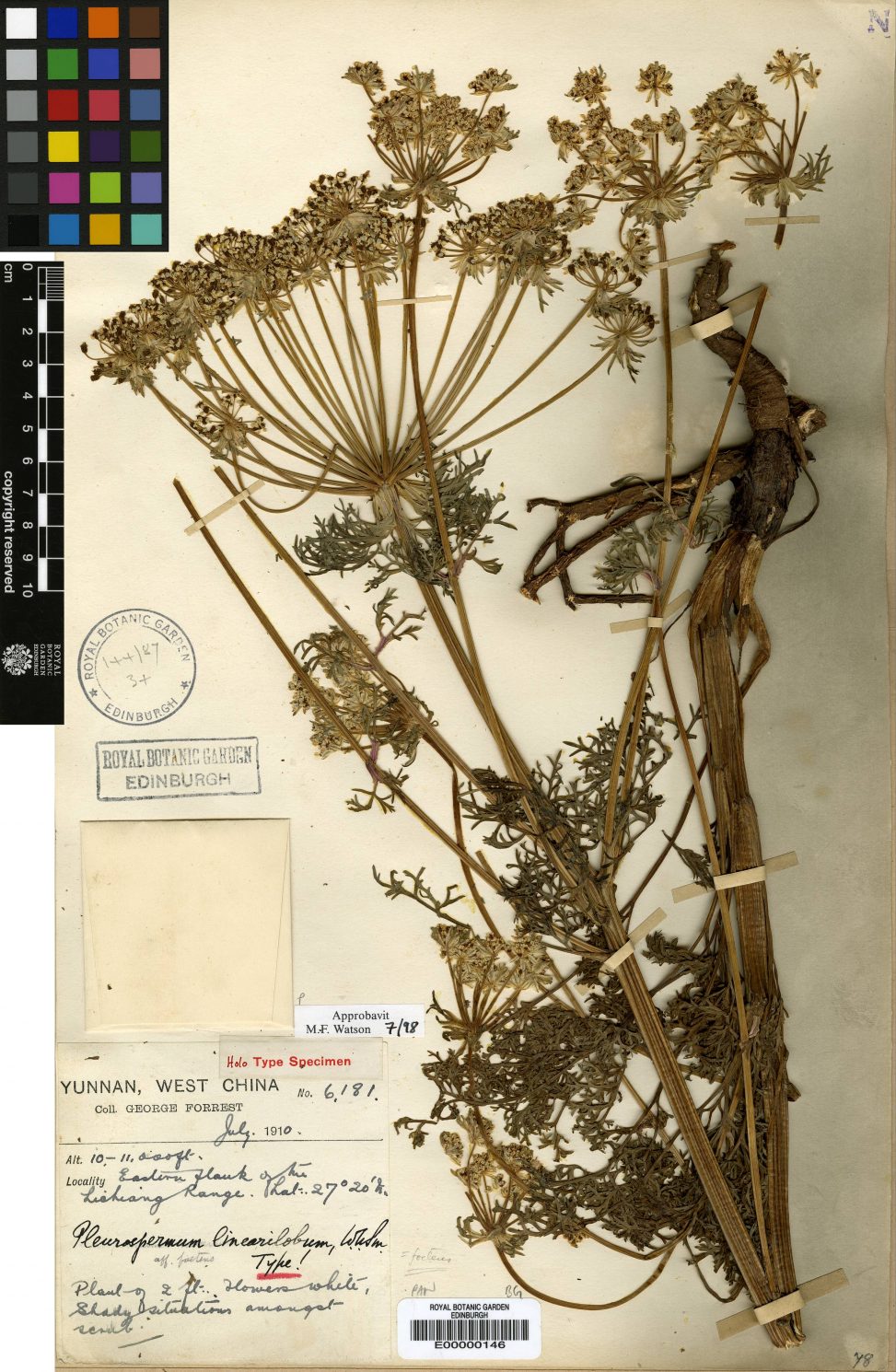 Capturing Genes from Herbaria. I. What it’s all about. – Botanics Stories